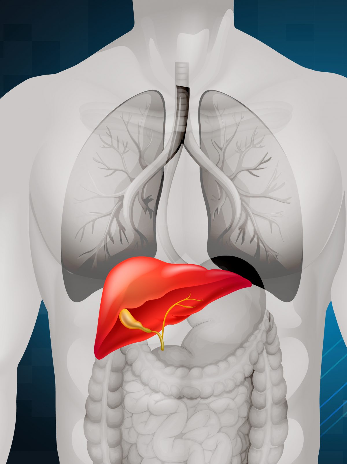 Die Leber und ihr Einfluss auf unser Wohlbefinden